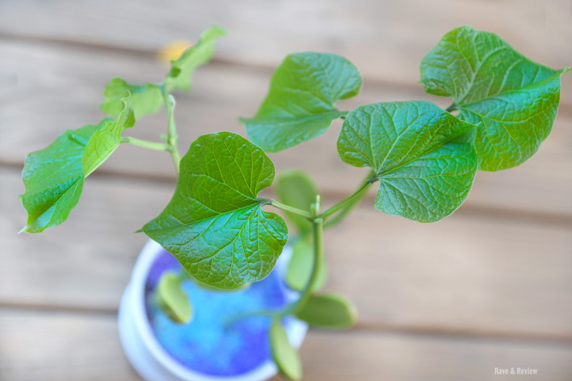 Summertime magic with Creativity for Kids - Rave & Review