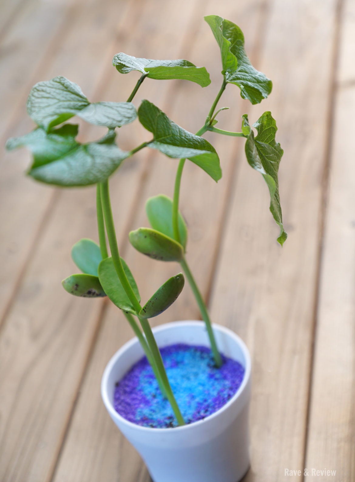 Summertime magic with Creativity for Kids - Rave & Review