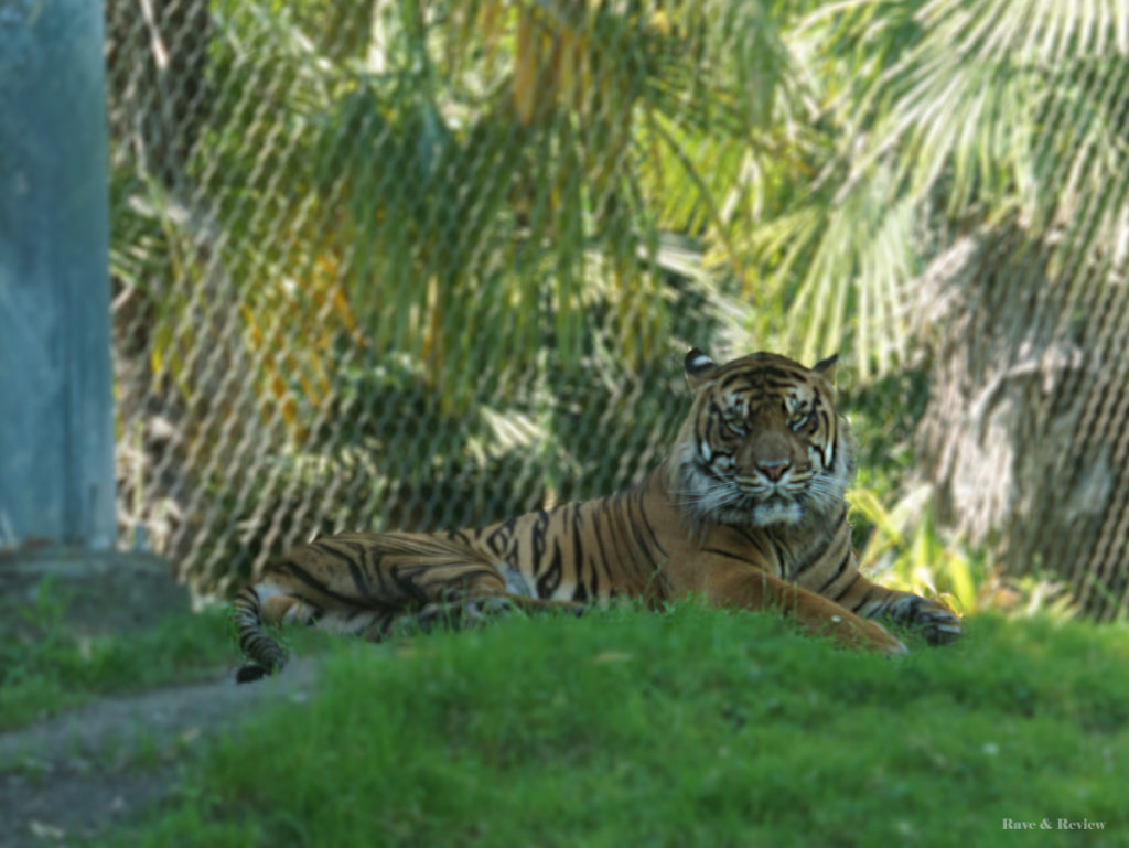 Social distanced visit to Point Defiance Zoo & Aquarium - Rave & Review