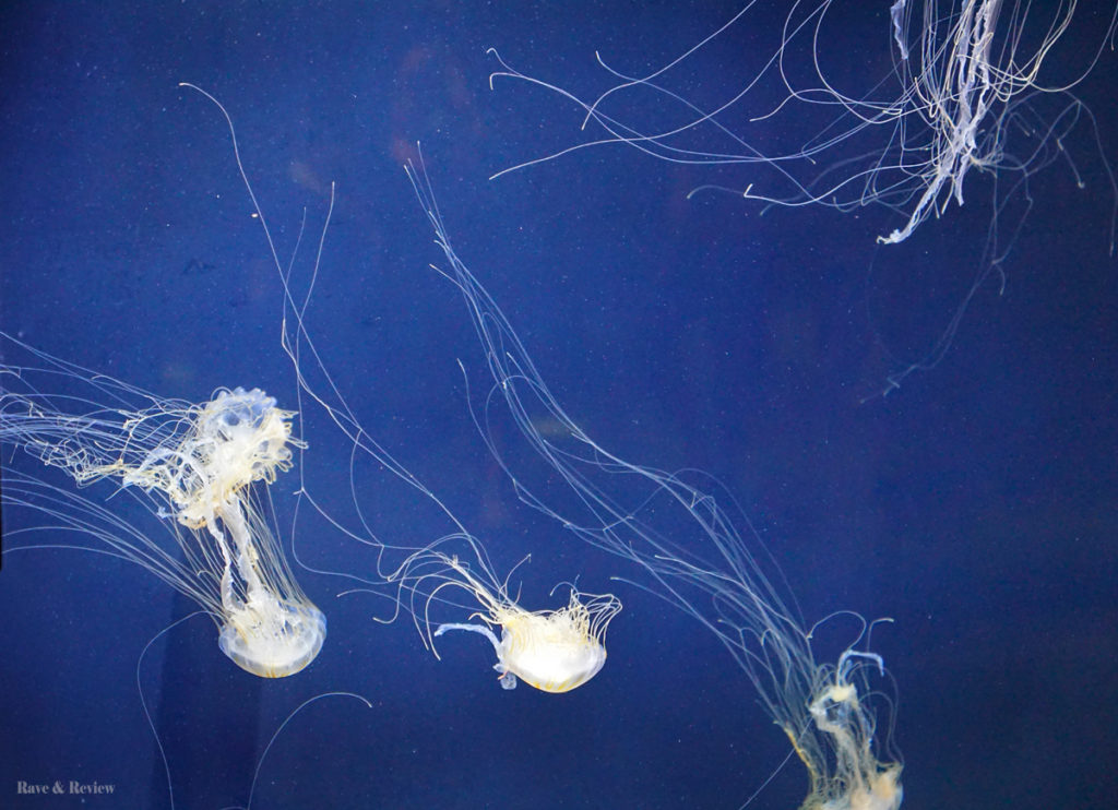 Social distanced visit to Point Defiance Zoo & Aquarium - Rave & Review